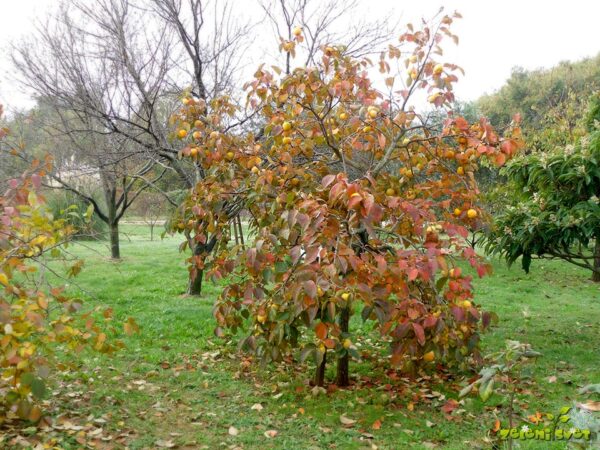 Kaki in vzgoja kakijev - Zeleni svet