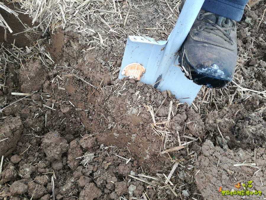 Zimska zelenjava iz domačega rastlinjaka in okenske police - Zeleni svet