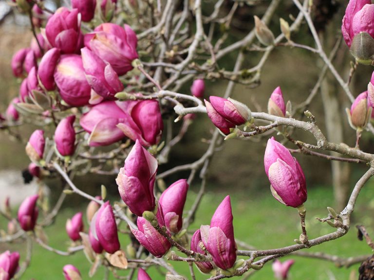 Očarljive magnolije z najlepšimi cvetovi - Zeleni svet