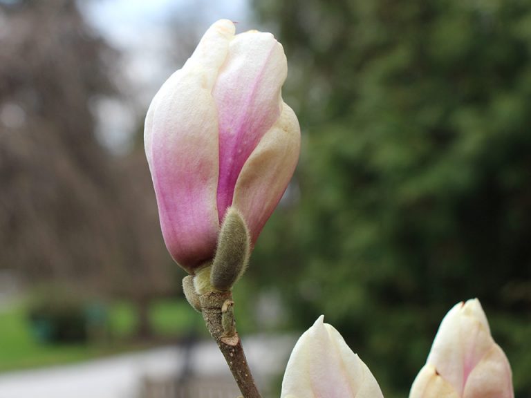Očarljive magnolije z najlepšimi cvetovi - Zeleni svet