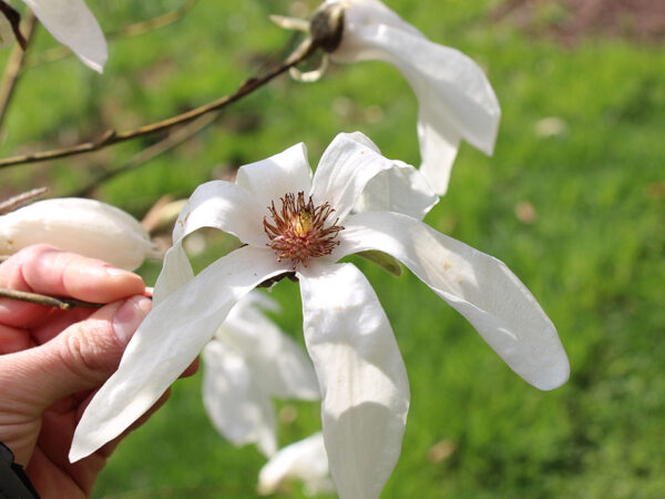 Očarljive magnolije z najlepšimi cvetovi - Zeleni svet