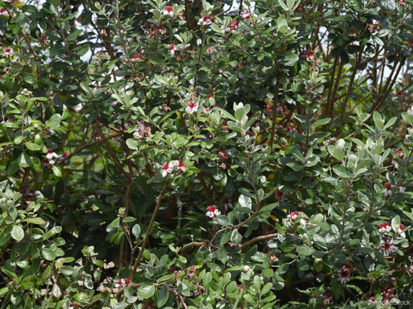 Feijoa
