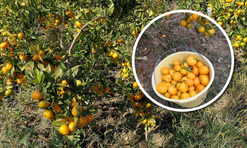 Mandarina, pomaranča, limona in ostali citrusi - Zeleni svet