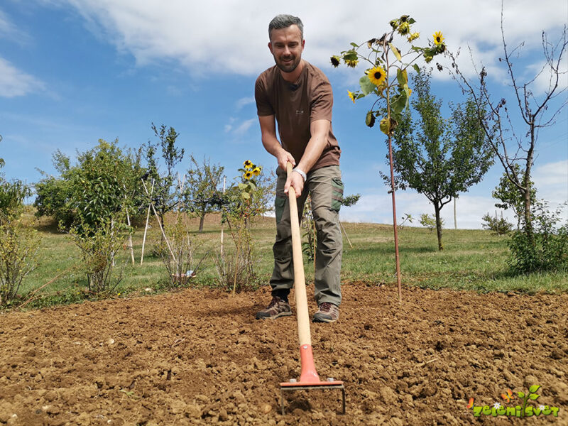 Zeleno gnojenje: izboljšanje vrtna tla s facelijo, grškim senom, ajdo
