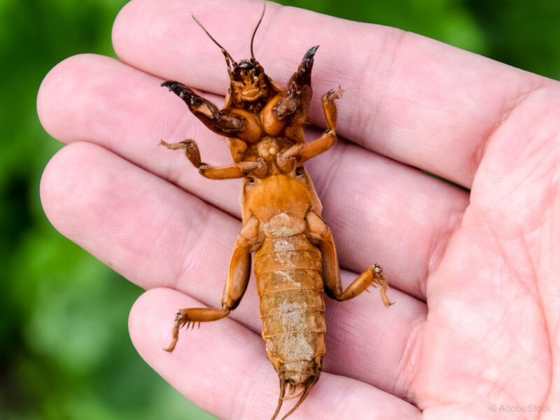 Bramor na vrtu in učinkovito zatiranje škodljivca na ekološki način ...
