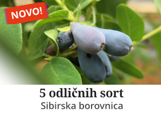 Pehtran kot začimba, zdravilo, gojenje, nabiranje, shranjevanje ...
