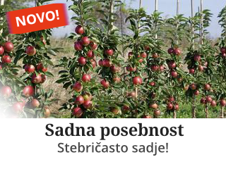 Zakaj je fikus benjamin vaša idealna rastlina za dom? - Zeleni svet