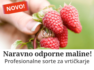 Pehtran kot začimba, zdravilo, gojenje, nabiranje, shranjevanje ...