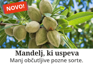 Pehtran kot začimba, zdravilo, gojenje, nabiranje, shranjevanje ...